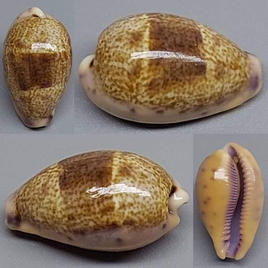 shellauction.net :: Contradusta walkeri - 3830310