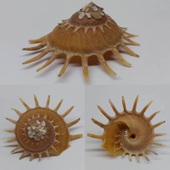 shellauction.net :: Stellaria solaris - 3830419