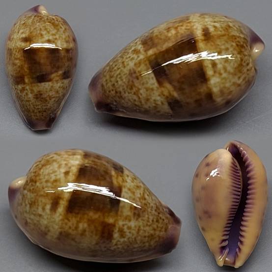 shellauction.net :: Contradusta walkeri - 3831107