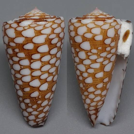 shellauction.net :: Conus nobilis - 3831143