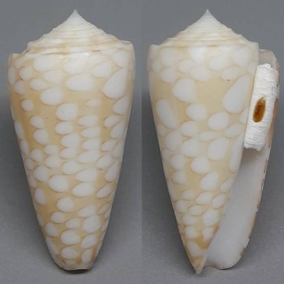 shellauction.net :: Conus nobilis - 3831144