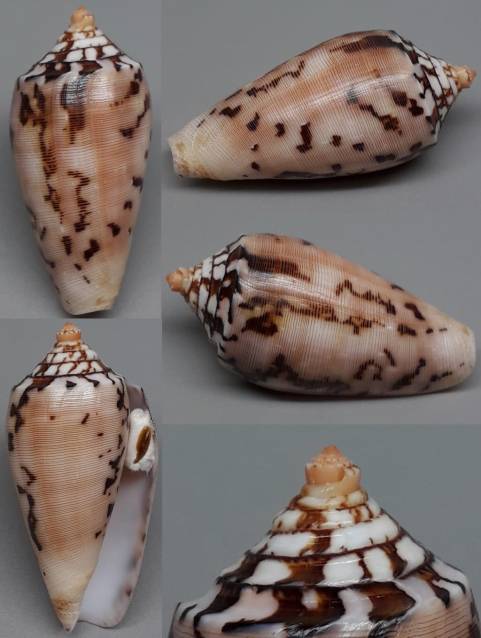 shellauction.net :: Conus floridus - 3831160
