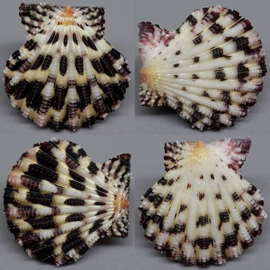 shellauction.net :: Gloripallium pallium - 3831274