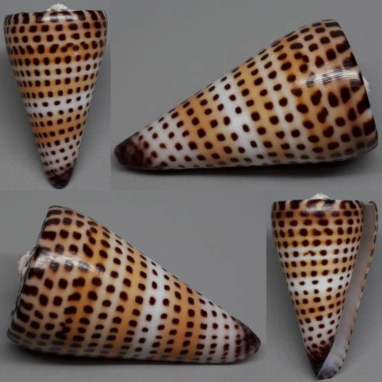 shellauction.net :: Conus litteratus - 3831302