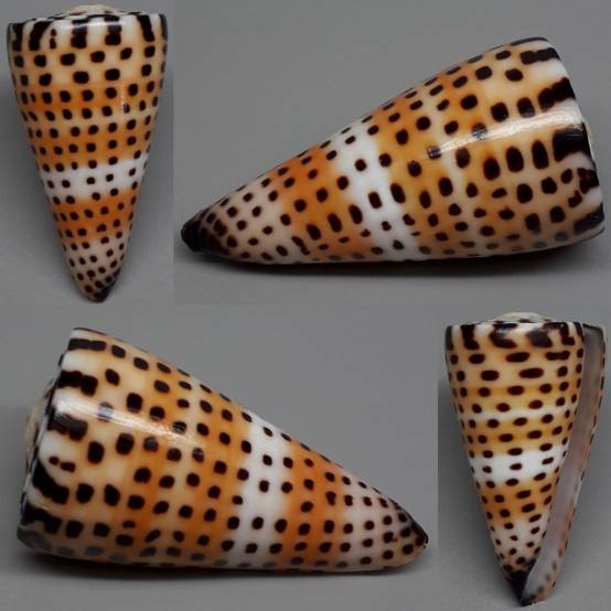 shellauction.net :: Conus litteratus - 3831303