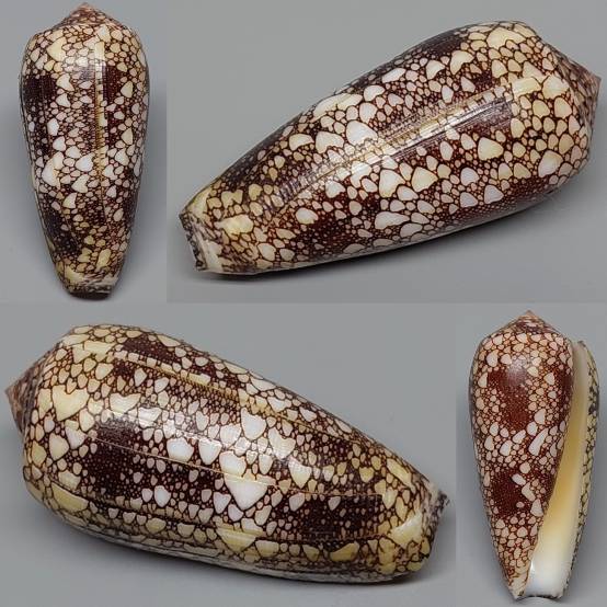 shellauction.net :: Conus omaria - 3832234