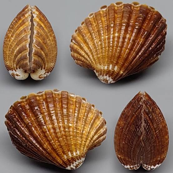 shellauction.net :: Cardites bicolor - 3832294