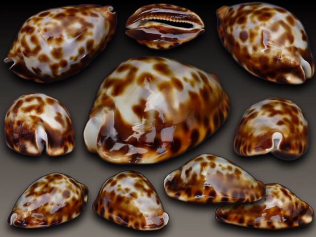shellauction.net :: Zoila friendii f. scottii - 3832749