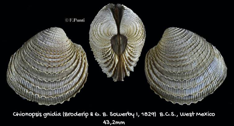 shellauction.net :: Chionopsis gnidia - 3832769