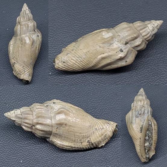 shellauction.net :: Canarium urceus - 3833018