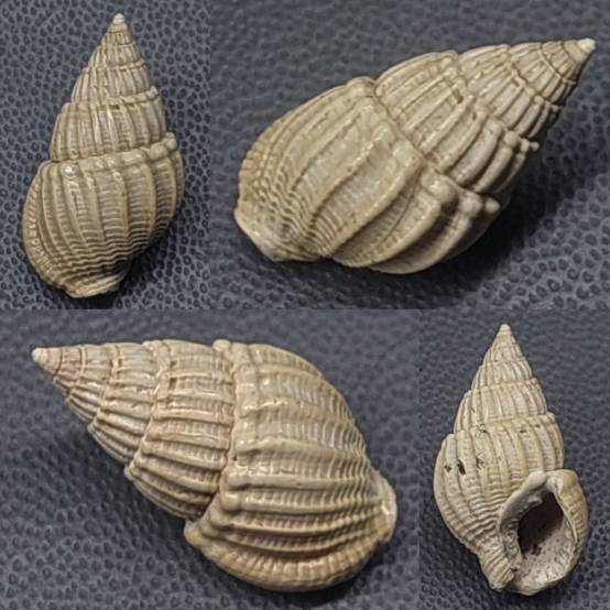 shellauction.net :: Nassarius ovum - 3833083