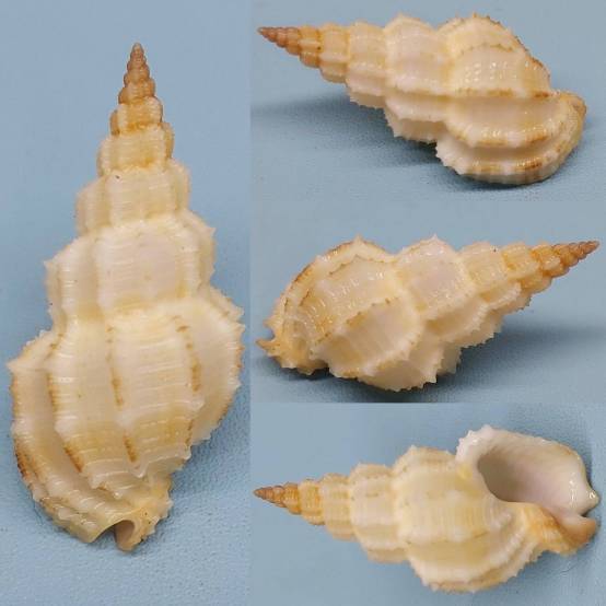 shellauction.net :: Phos senticosus - 3833692