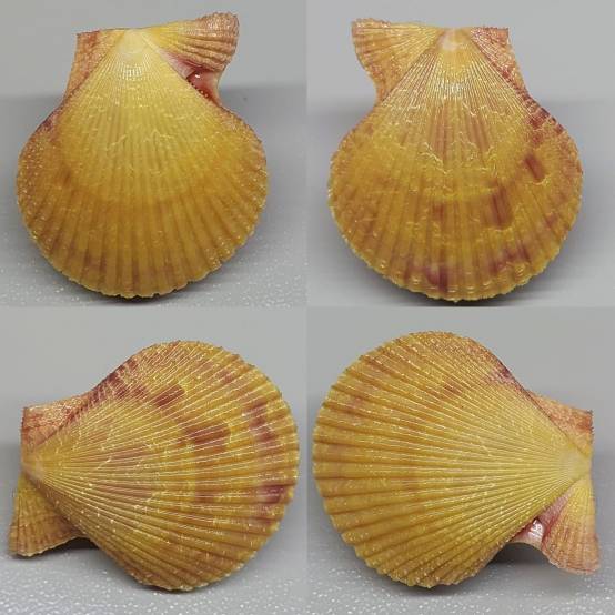 shellauction.net :: Chlamys senatoria - 3833896