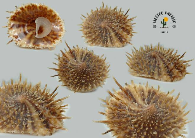 shellauction.net :: Crucibulum spinosum - 3834076