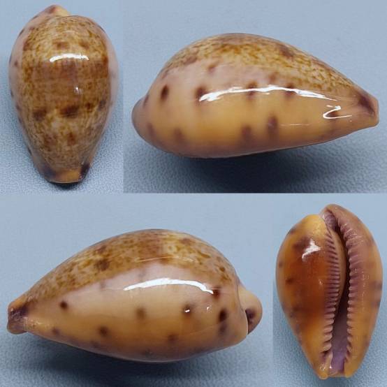 shellauction.net :: Contradusta walkeri - 3834196
