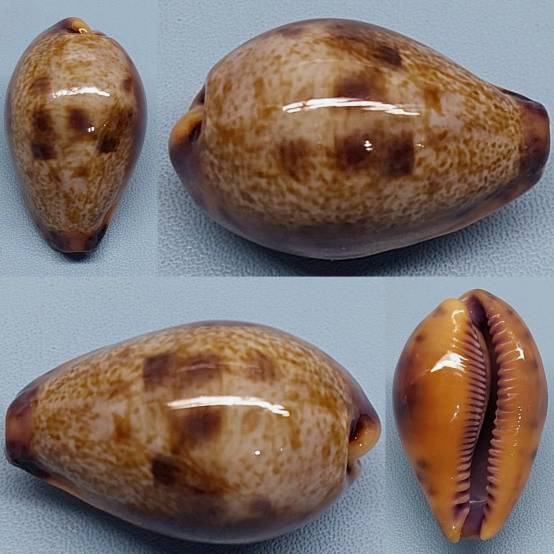 shellauction.net :: Contradusta walkeri - 3834198