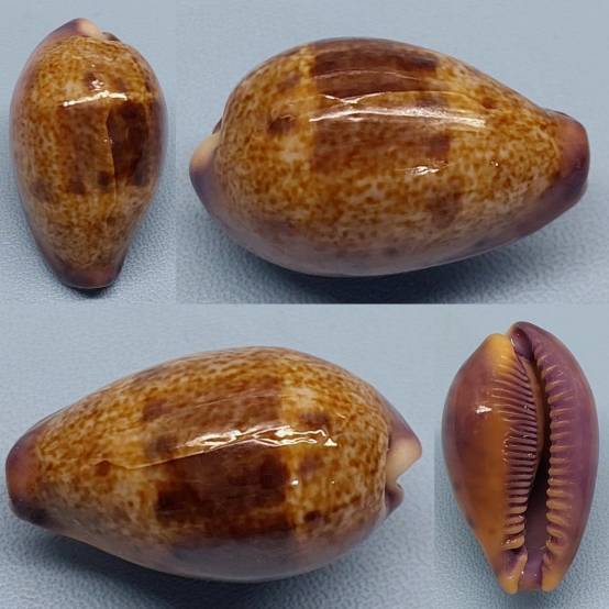 shellauction.net :: Contradusta walkeri - 3834201