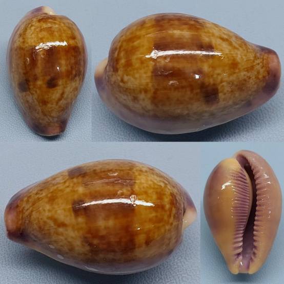 shellauction.net :: Contradusta walkeri - 3834202