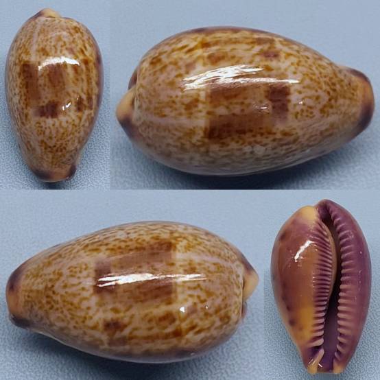 shellauction.net :: Contradusta walkeri - 3834203