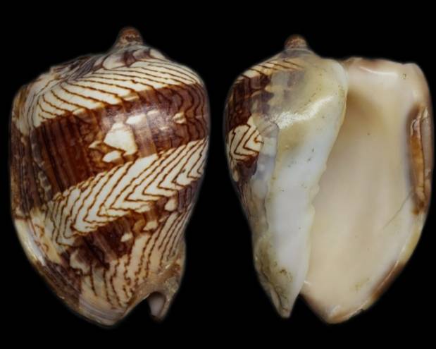 shellauction.net :: Cymbiola nobilis - 3834385
