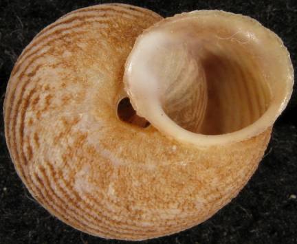 shellauction.net :: Strepsitaurus rugus - 3834673