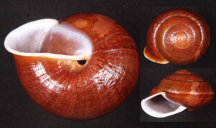 shellauction.net :: Camaena cicatricose inflata - 3835150