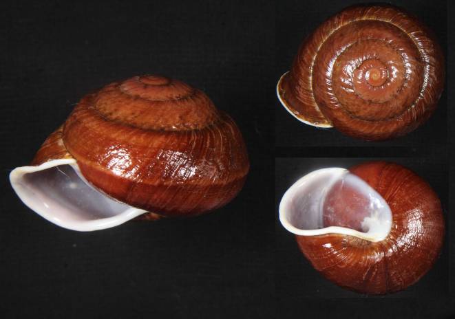 shellauction.net :: Camaena cicatricose inflata - 3835151