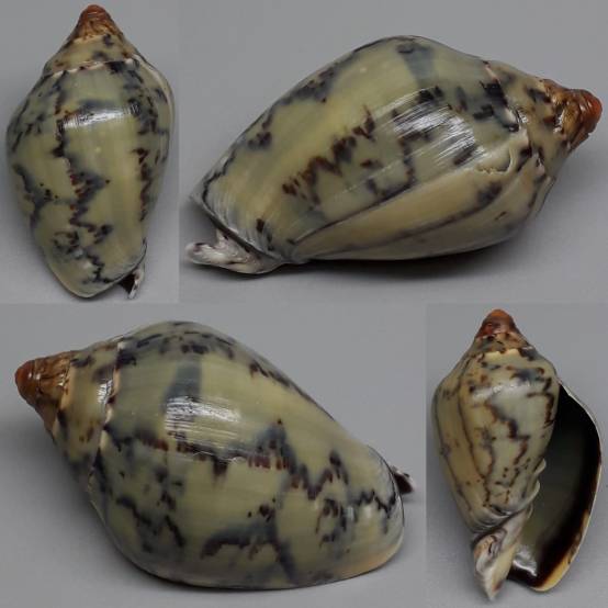 shellauction.net :: Cymbiola flavicans - 3835310