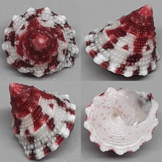 shellauction.net :: Trochus venetus - 3835566