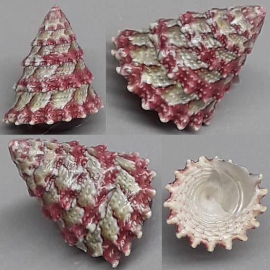 shellauction.net :: Trochus cumingii - 3835576
