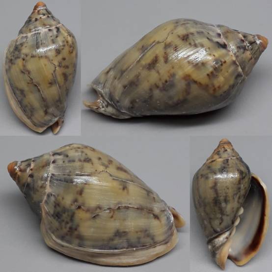 shellauction.net :: Cymbiola flavicans - 3835605