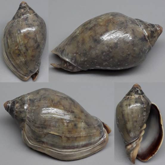shellauction.net :: Cymbiola flavicans - 3835606