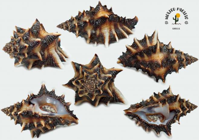 shellauction.net :: Zetecopsis zeteki - 3835618