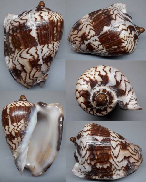 shellauction.net :: Cymbiola nobilis - 3835638