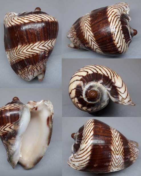 shellauction.net :: Cymbiola nobilis - 3835639