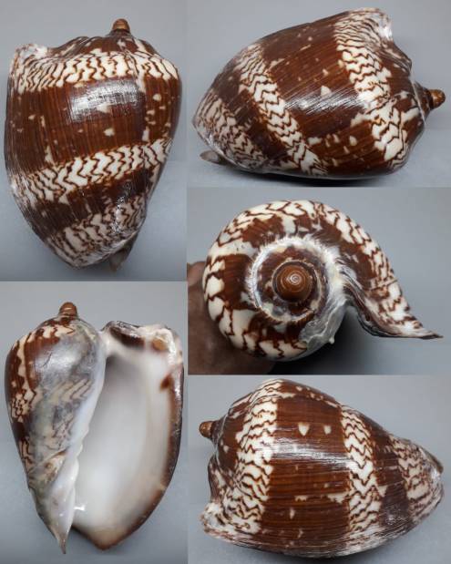 shellauction.net :: Cymbiola nobilis - 3835640