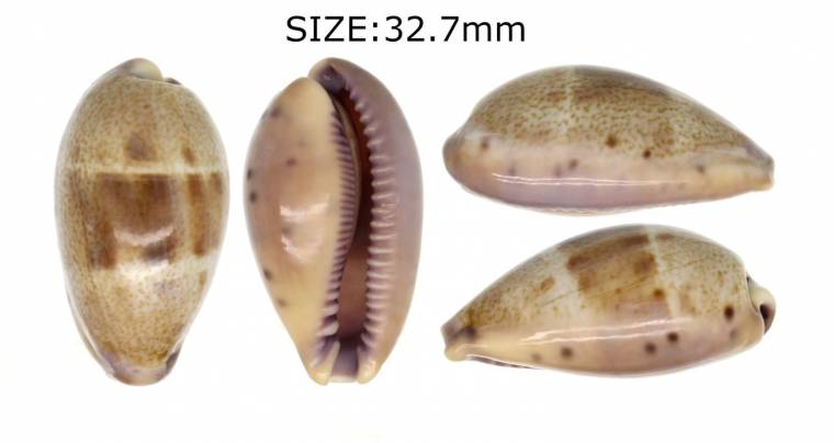 shellauction.net :: Cypraea walkeri f. viola - 3835657