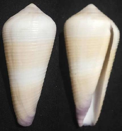 shellauction.net :: Conus terebra - 3835673