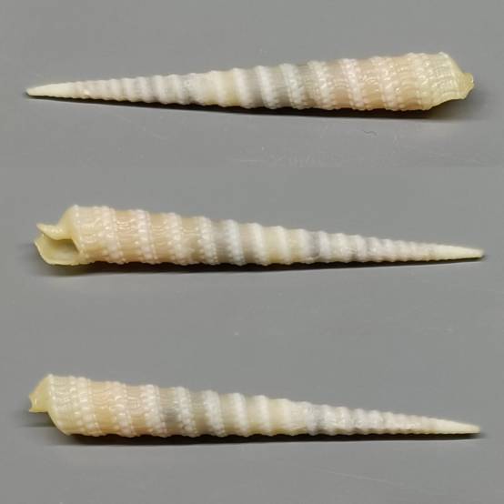 shellauction.net :: Terebra triseriata - 3835936