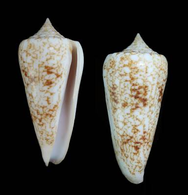 shellauction.net :: Conus neptunus - 3835985