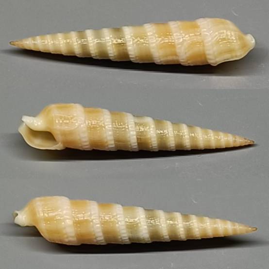 shellauction.net :: Terebra cingulifera - 3836062