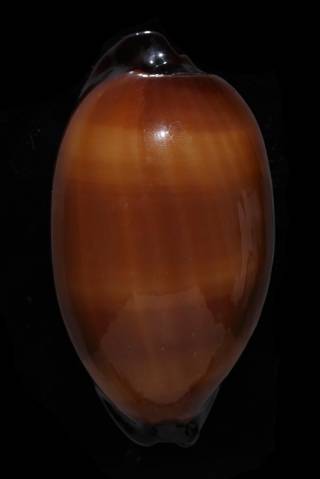 shellauction.net :: Talparia exusta - 3836102