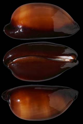 shellauction.net :: Talparia exusta - 3836102