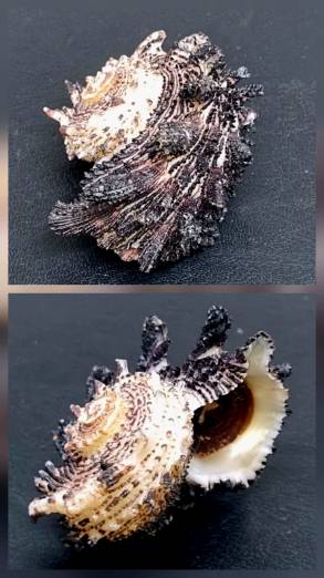 shellauction.net :: Angaria delphinus - 3836145