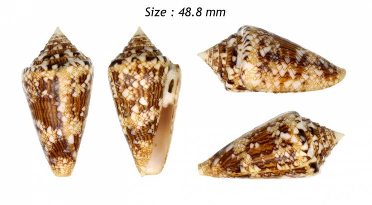 shellauction.net :: Conus scottjordani - 3836523