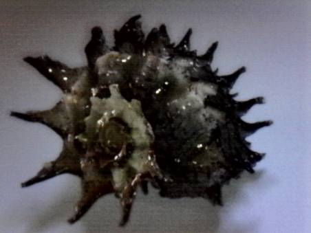 shellauction.net :: Angaria species - 3836711