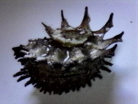 shellauction.net :: Angaria species - 3836711