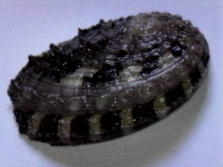 shellauction.net :: Haliotis species - 3836743