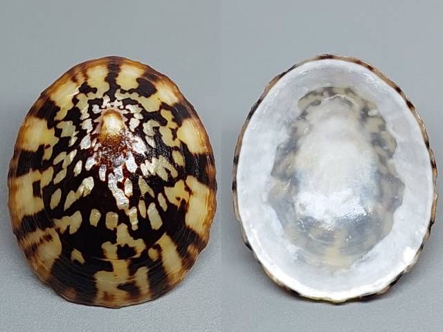 shellauction.net :: Patella testudinaria - 3836782