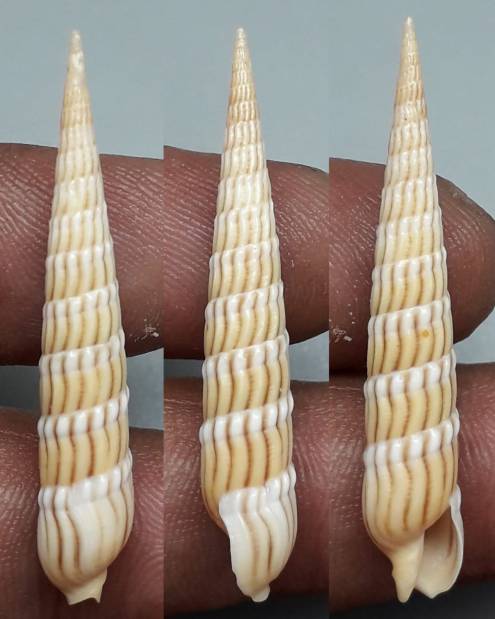 shellauction.net :: Terebra sp. - 3837284